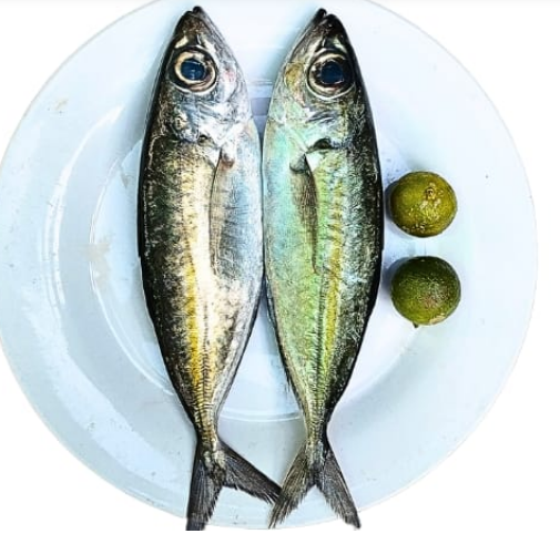 Ikan Oci – PasarBunda.com