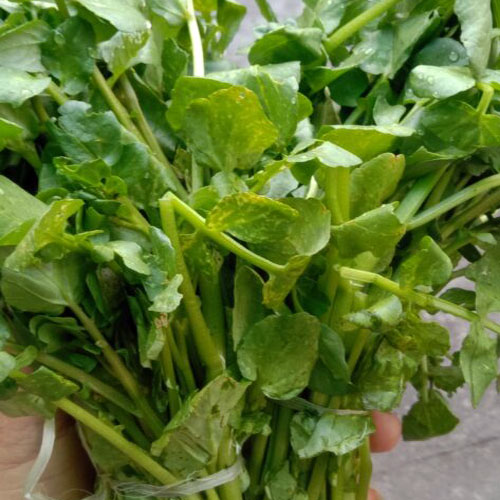 Selada Air – PasarBunda.com