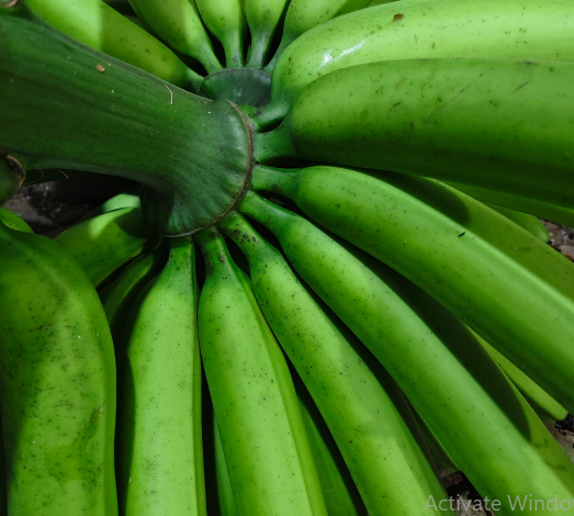 Pisang Goroho – PasarBunda.com